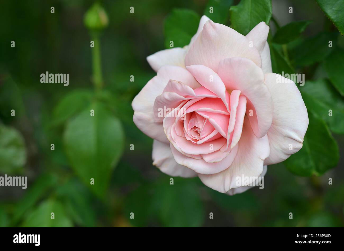 Rosa 'Thelma Barlow'. A hybrid tea rose named after the English ...