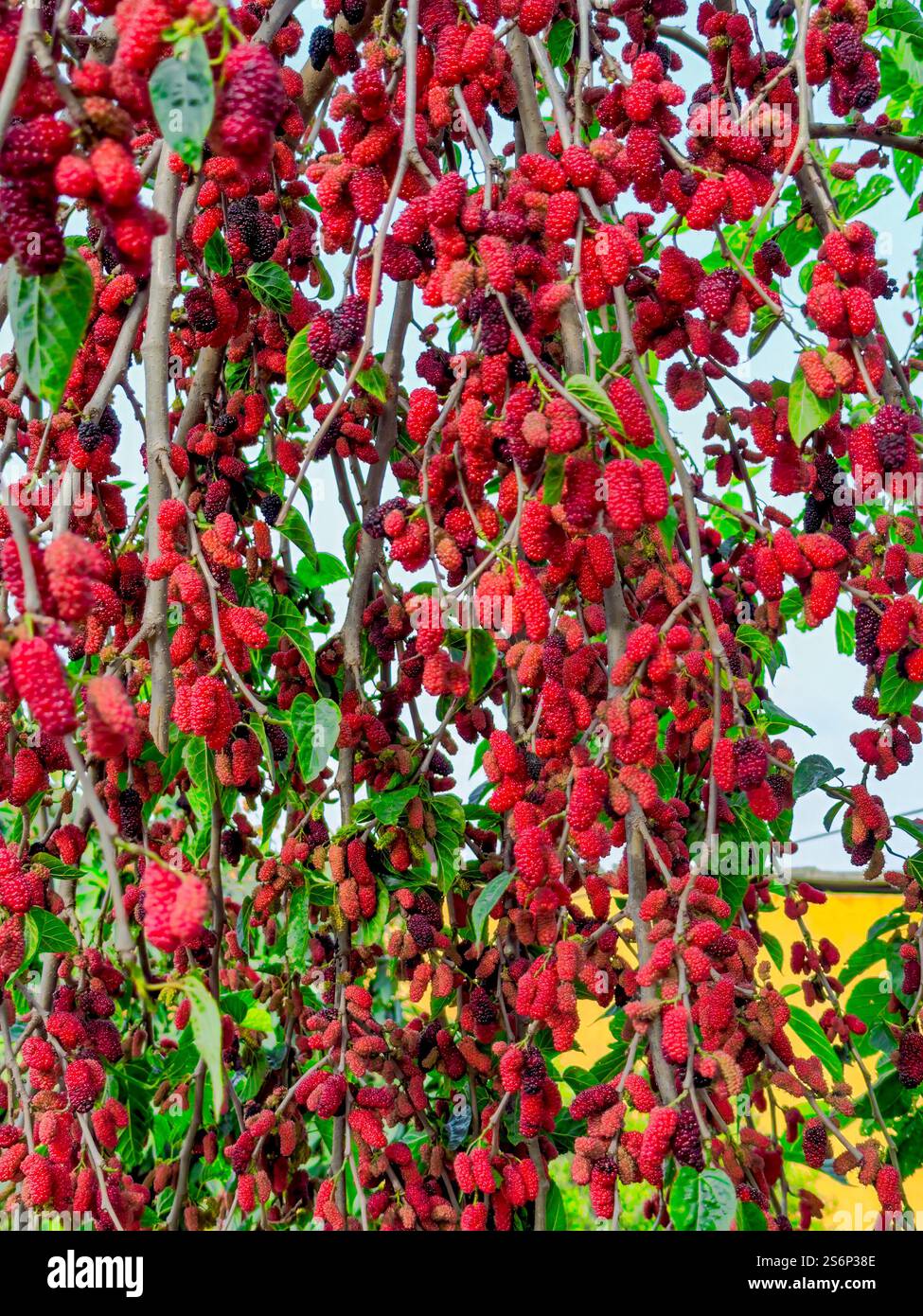 Mulberry tree (Morus nigra) with mulberries, Mediterranean Sea, Antalya ...