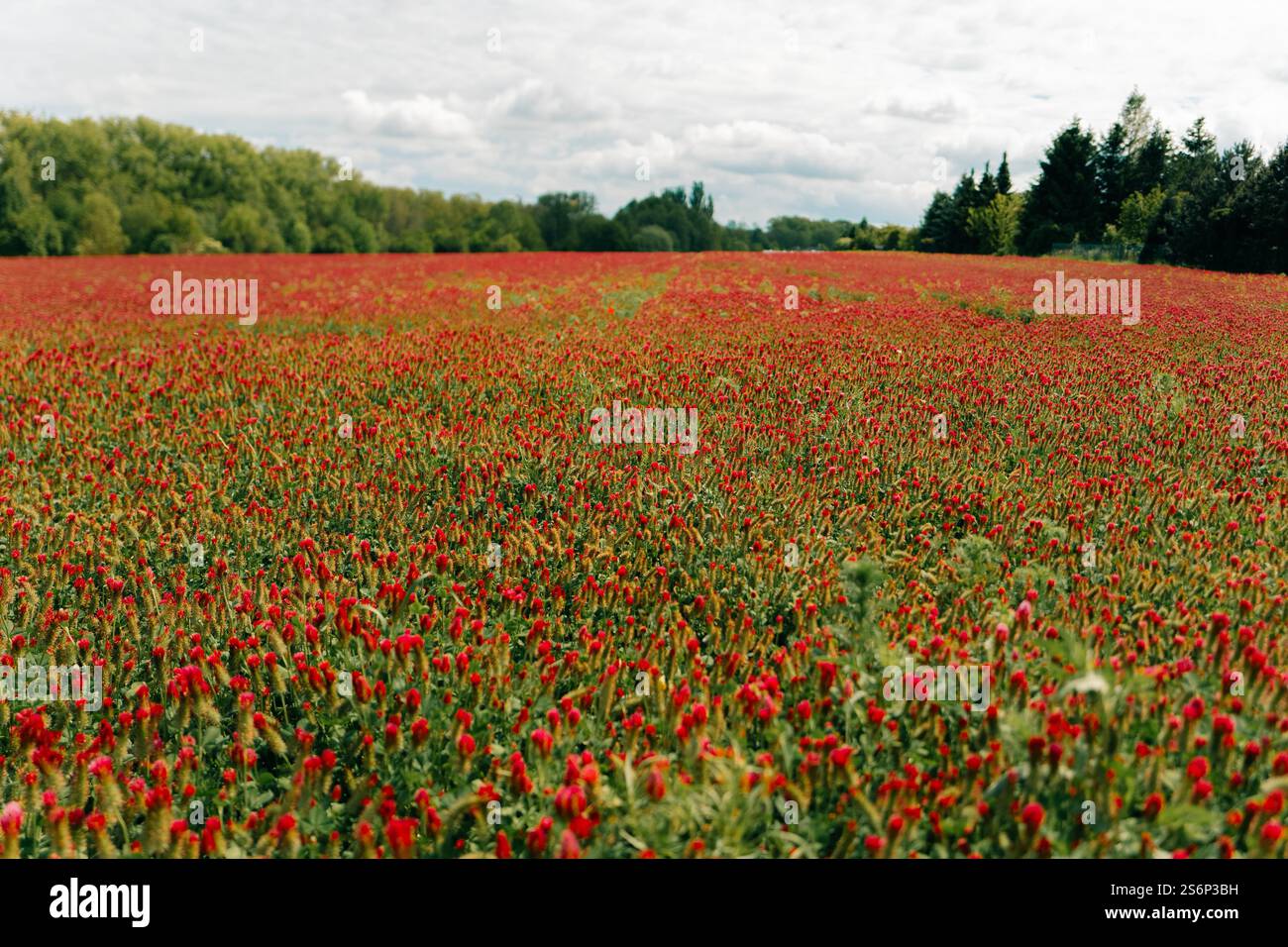 Red clover bumblebee hi-res stock photography and images - Alamy