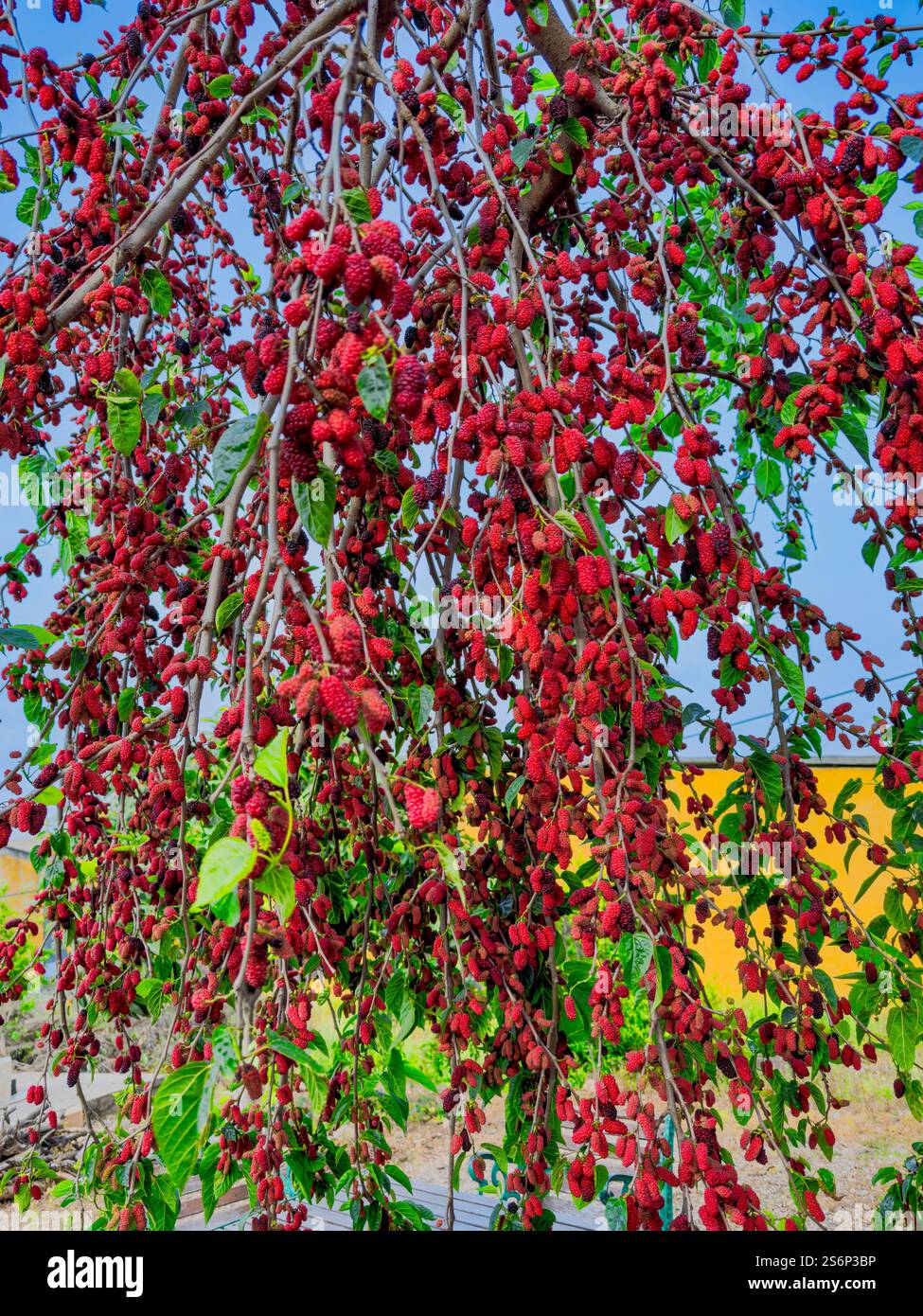 Mulberry tree (Morus nigra) with mulberries, Mediterranean Sea, Antalya ...