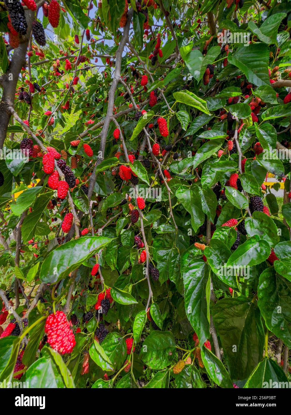 Mulberry tree (Morus nigra) with mulberries, Mediterranean Sea, Antalya ...