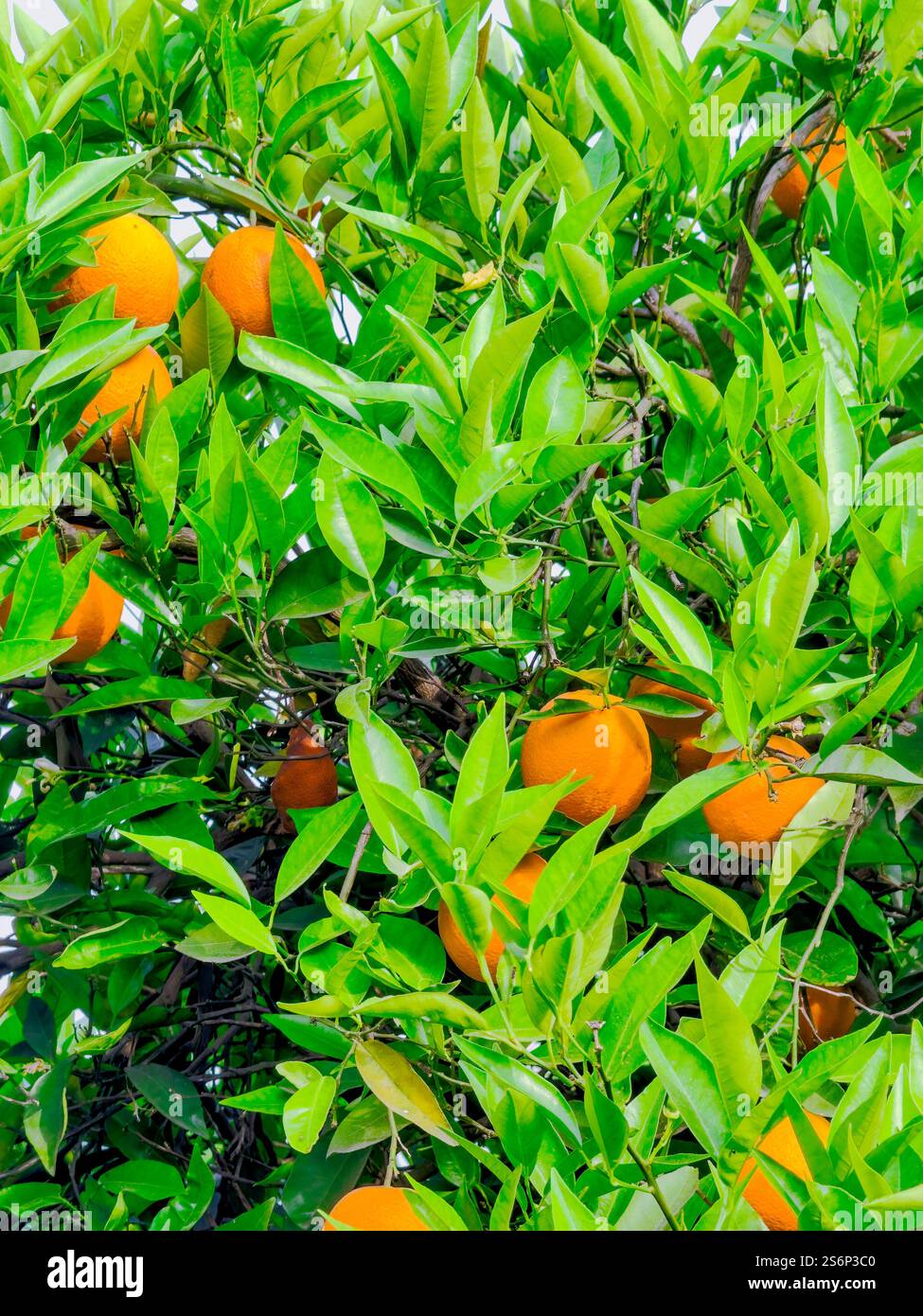 Orange tree citrus sinensis hi-res stock photography and images - Alamy
