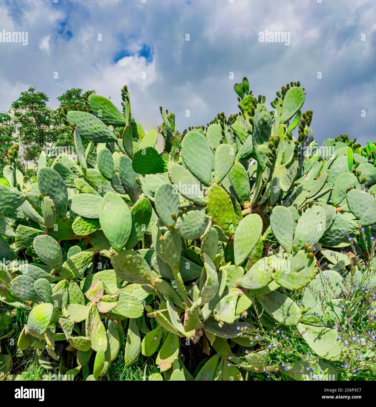 Cactus plant (Opuntia ficus-indica) with prickly pears in the center of ...