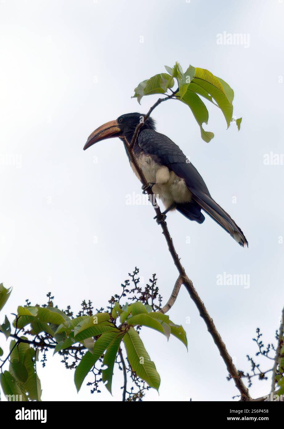 Congo pied hornbill, Elstertoko, Calao longibande, Tockus fasciatus ...