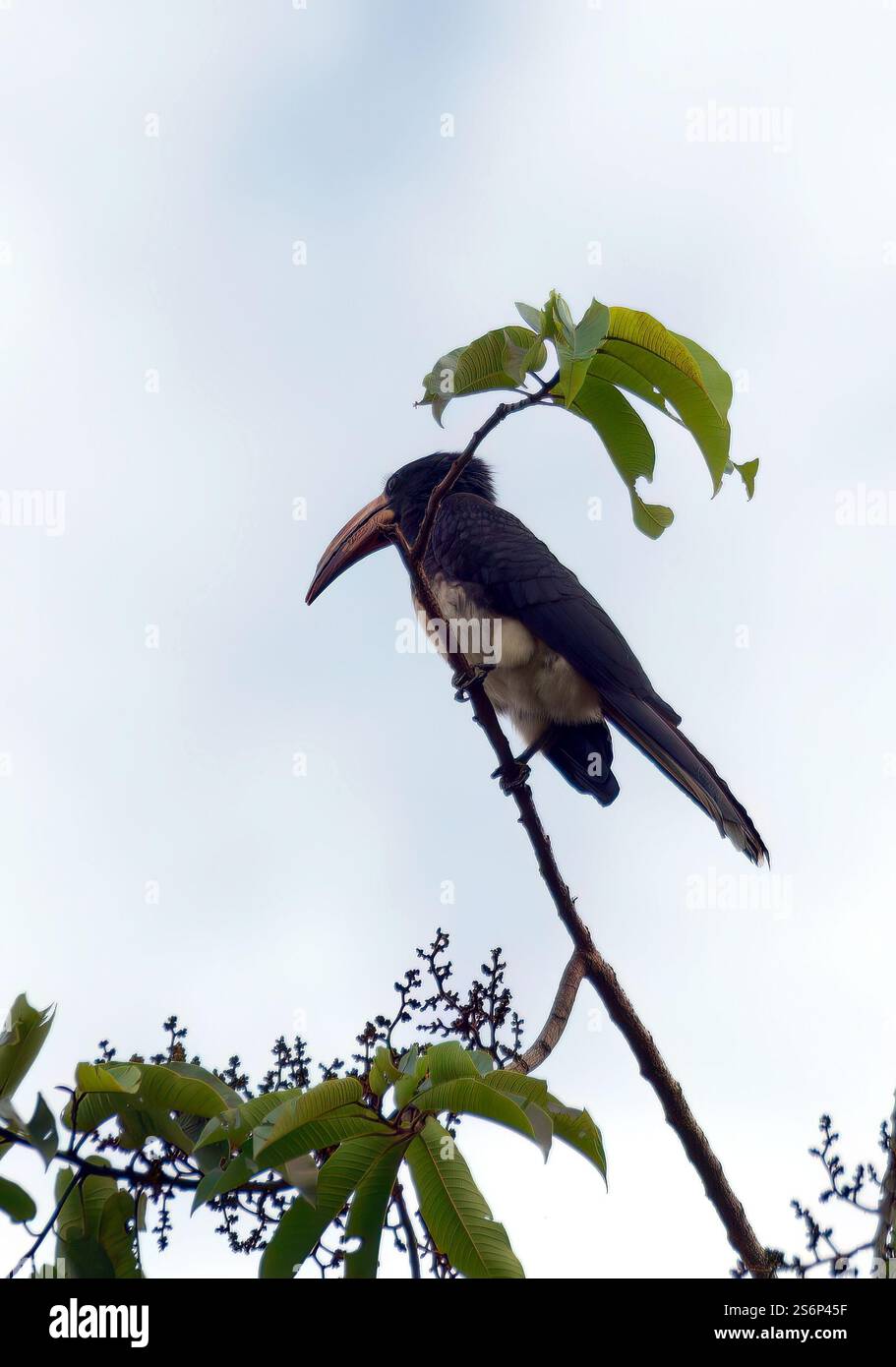 Guineai toko hi-res stock photography and images - Alamy