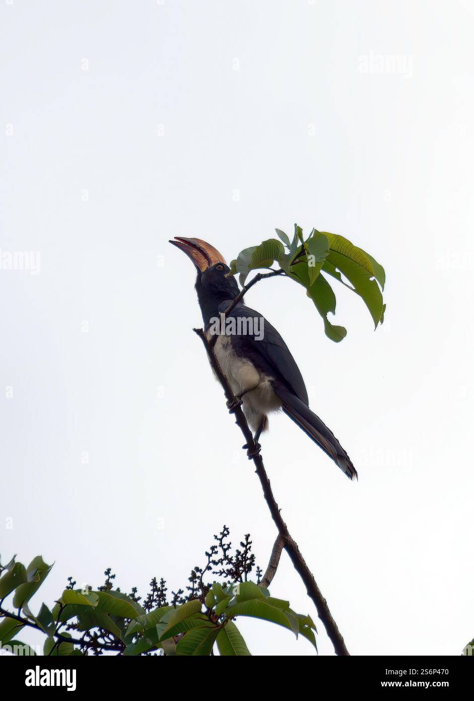 Calao longibande hi-res stock photography and images - Alamy