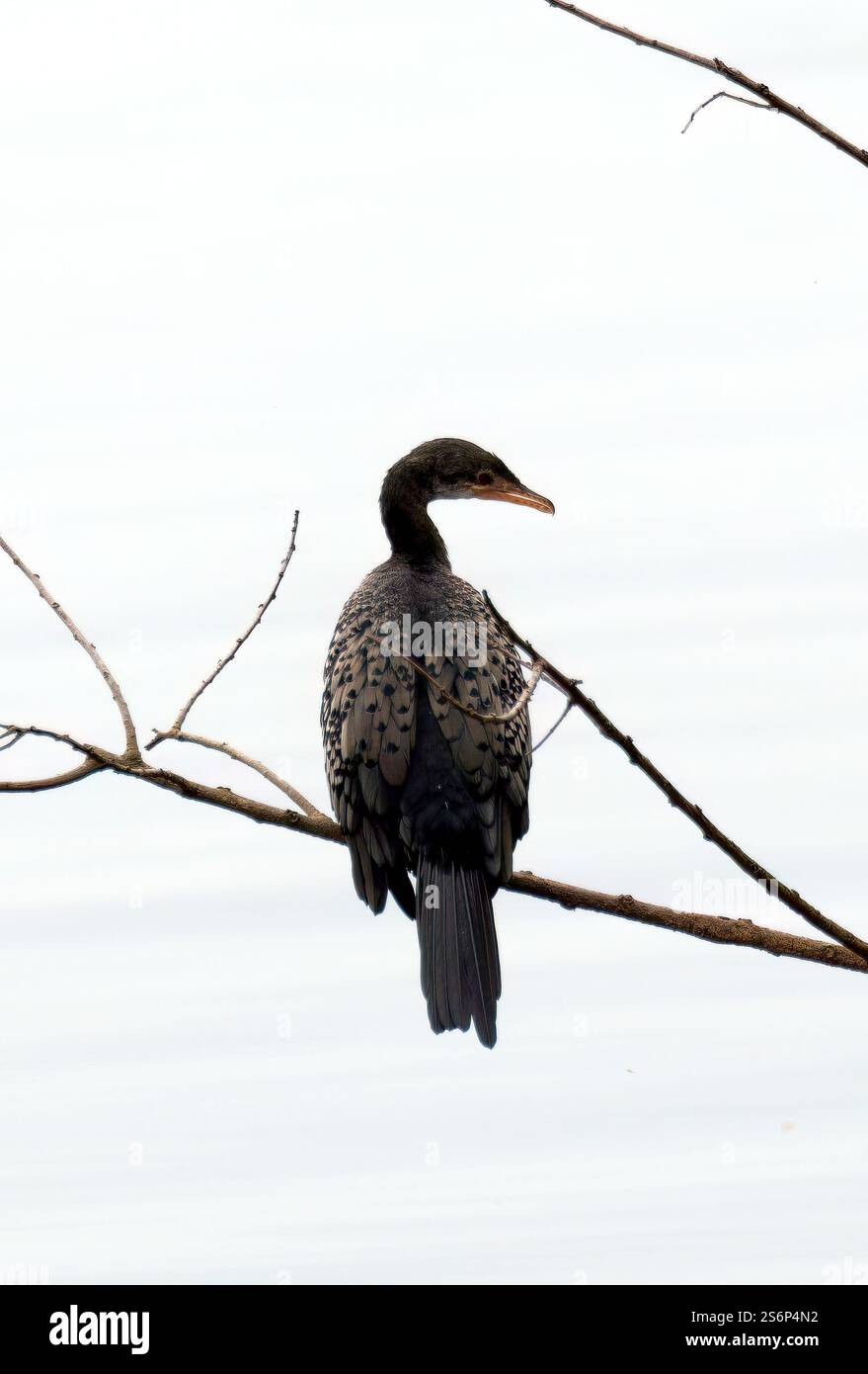 Reed cormorant, Riedscharbe, Cormoran africain, Microcarbo africanus ...