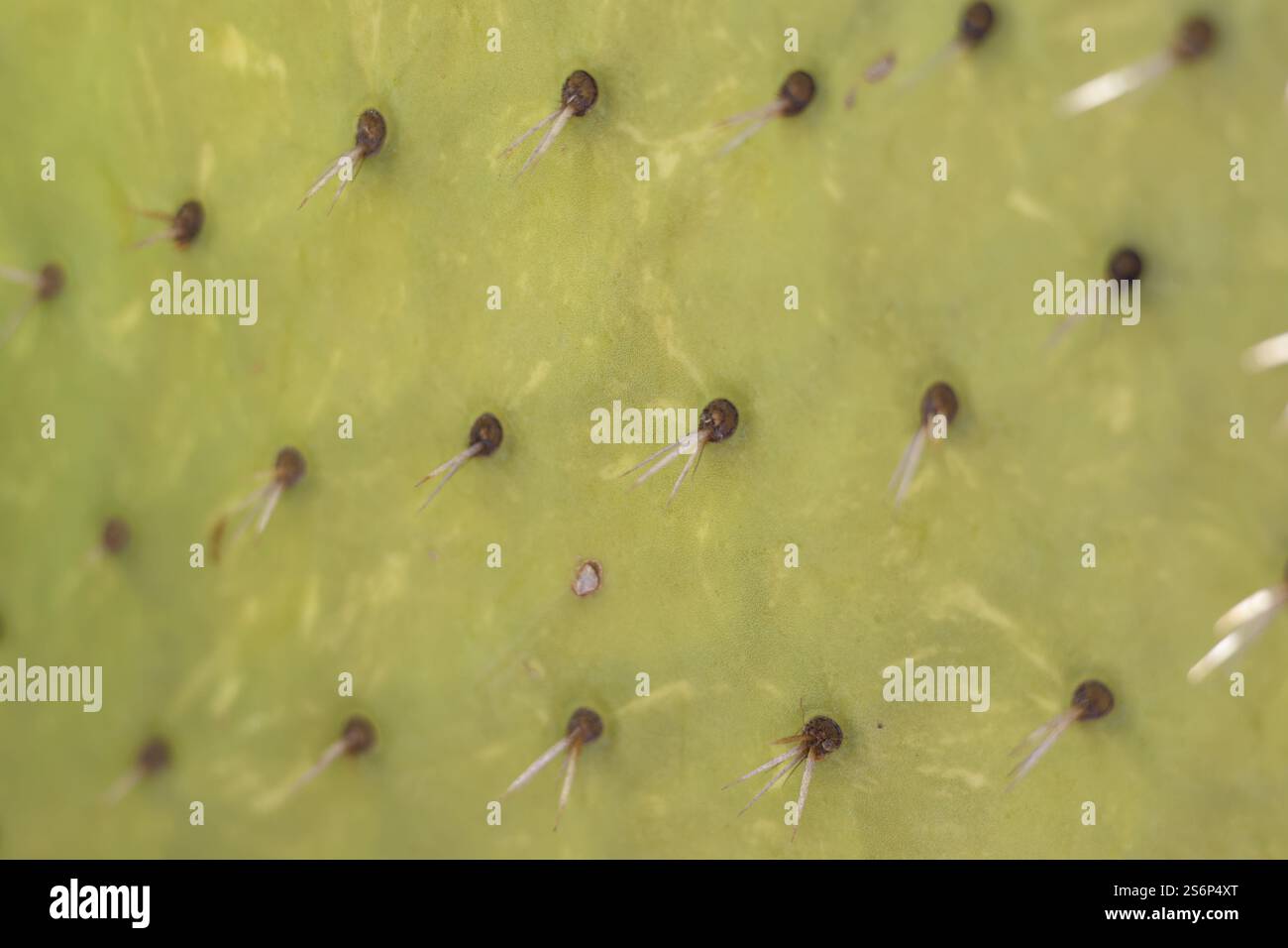 Full screen cactus hi-res stock photography and images - Alamy