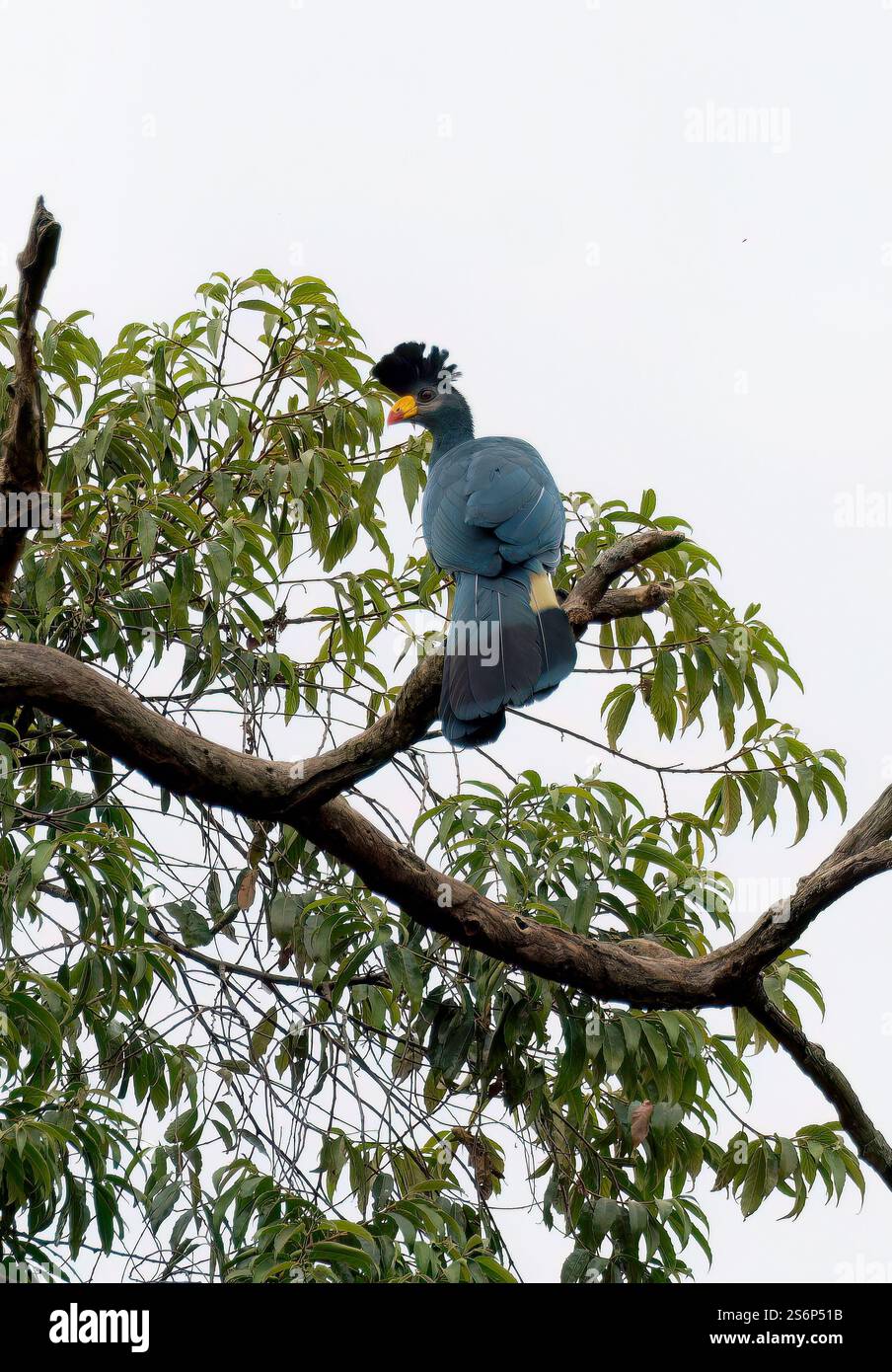 great blue turaco, Riesenturako, Touraco géant, Corythaeola cristata ...