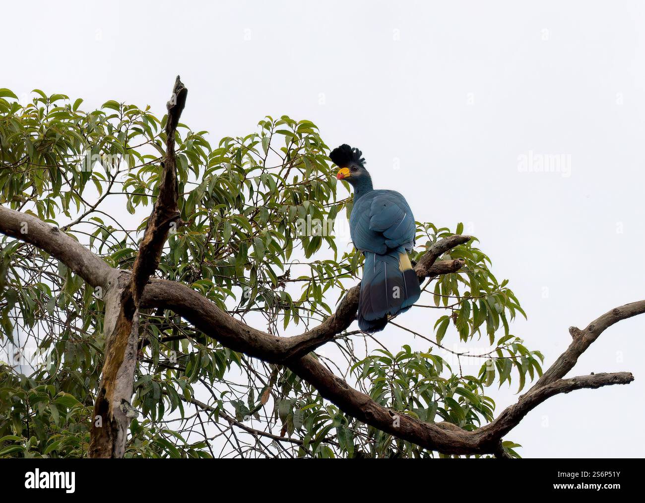 great blue turaco, Riesenturako, Touraco géant, Corythaeola cristata ...