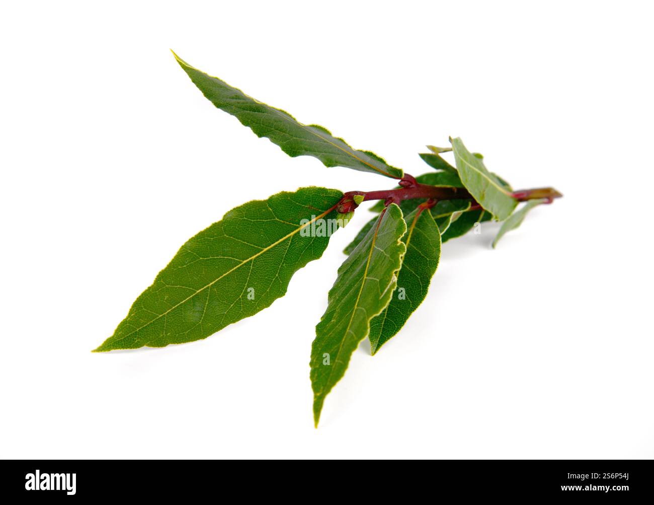 Bay leaf plant bucket hi-res stock photography and images - Alamy