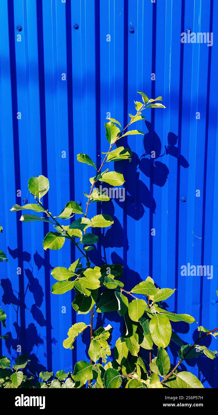 Beautiful color combination: blue fence and green tree branch Stock ...