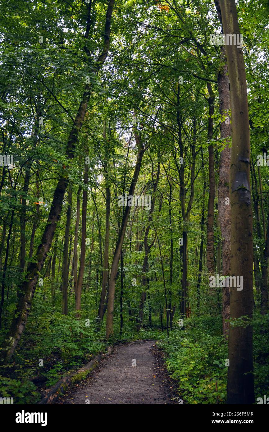 Nature in the Hainich National Park, Thütingen, Germany Stock Photo - Alamy