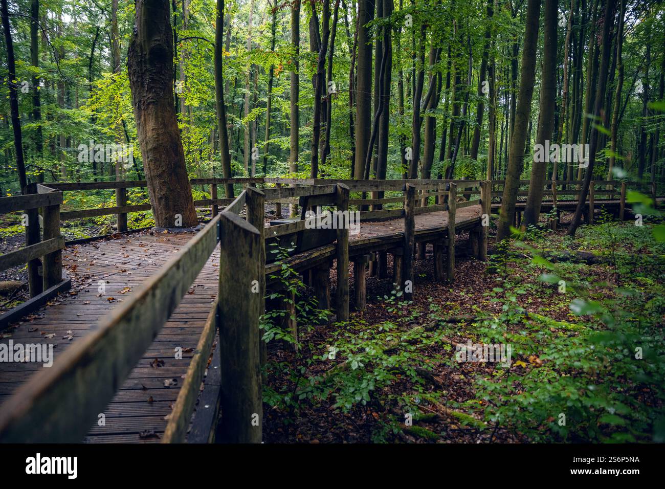 Nature in the Hainich National Park, Thütingen, Germany Stock Photo - Alamy