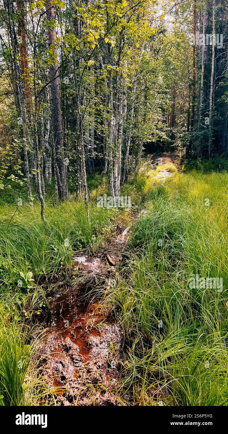 Freshwater swamp forests hi-res stock photography and images - Alamy