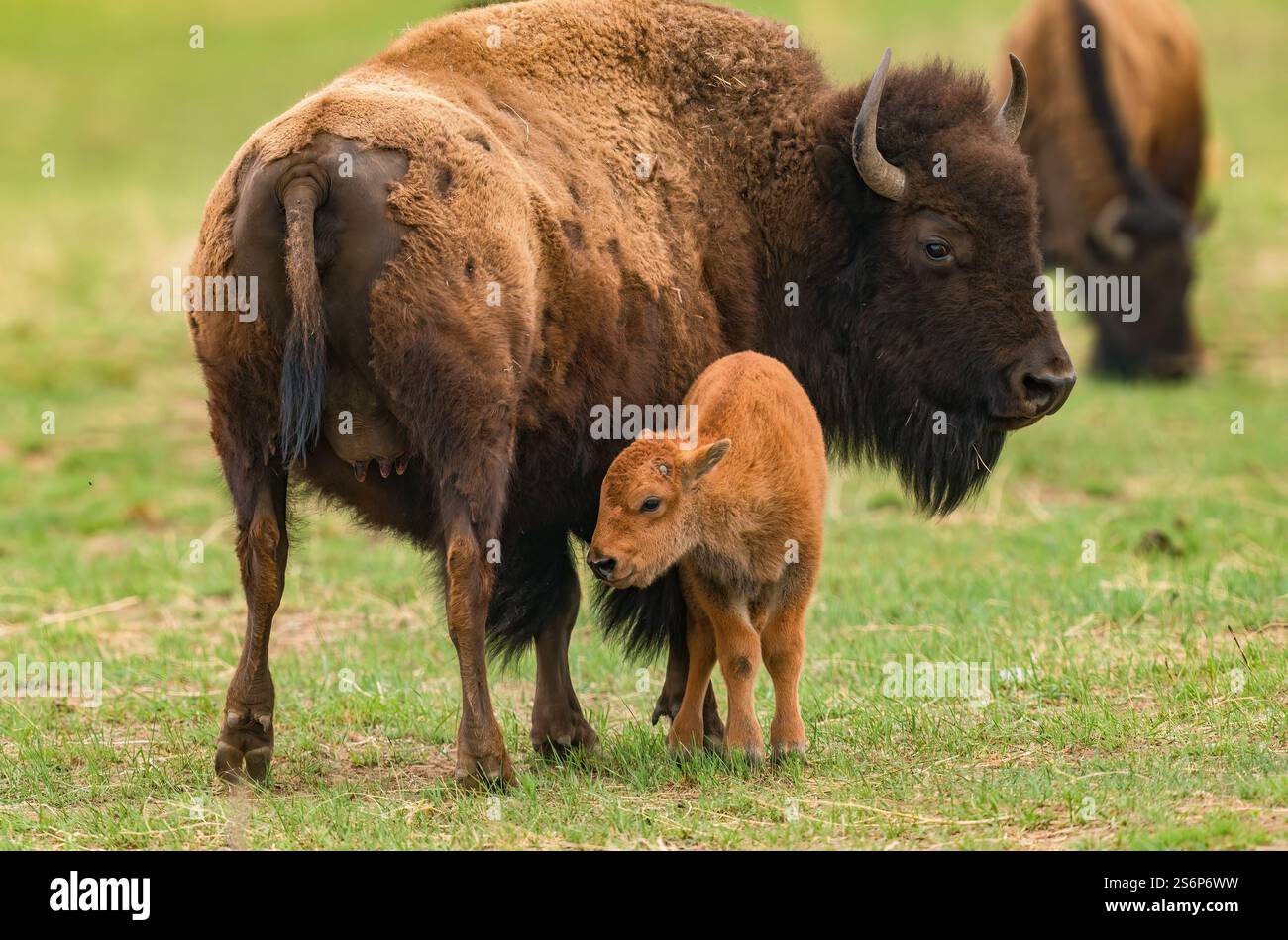 A Mother Bison looks toward her baby calf as it walks toward her ...