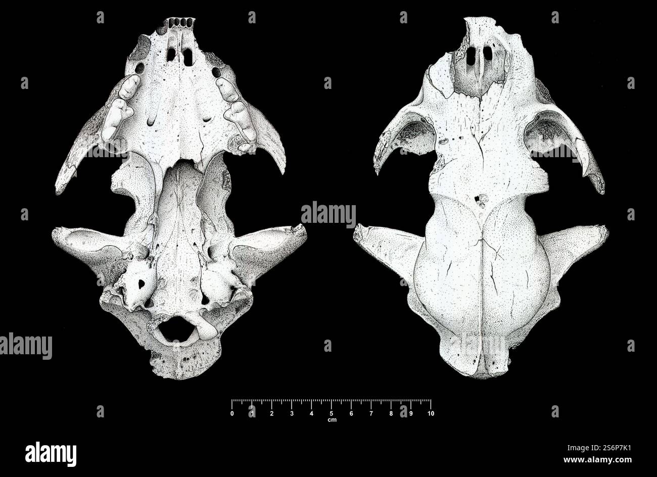 Leopardo das neves fóssil de Portugal Stock Photo - Alamy