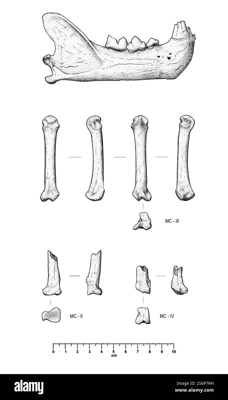 Leopardo das neves fóssil de Portugal Stock Photo - Alamy