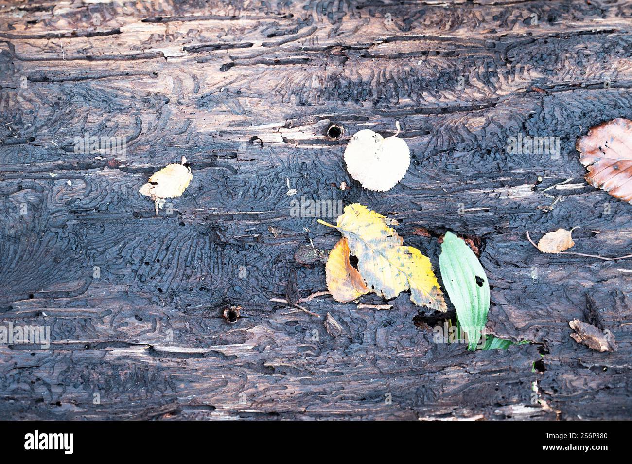 Tree bark infested with bark beetle, galleries and single winding ...