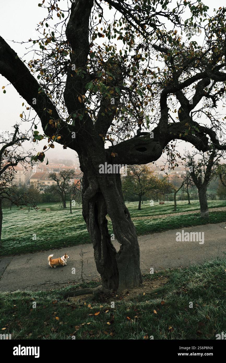 Beautiful Serene Morning Landscape Featuring a Tree and Winding Pathway ...