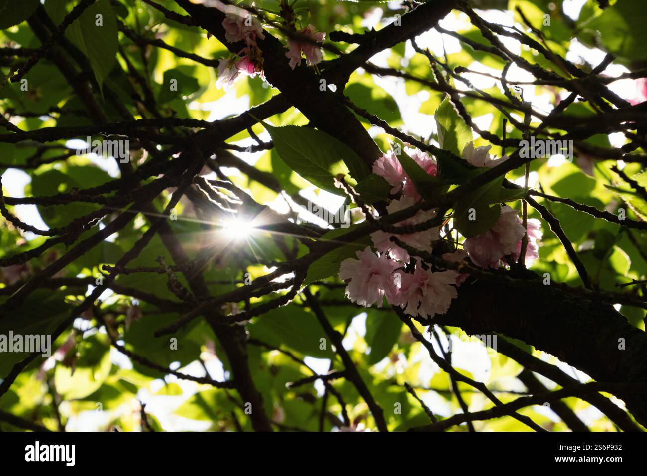 Pink cherry blossom branches Stock Photo - Alamy
