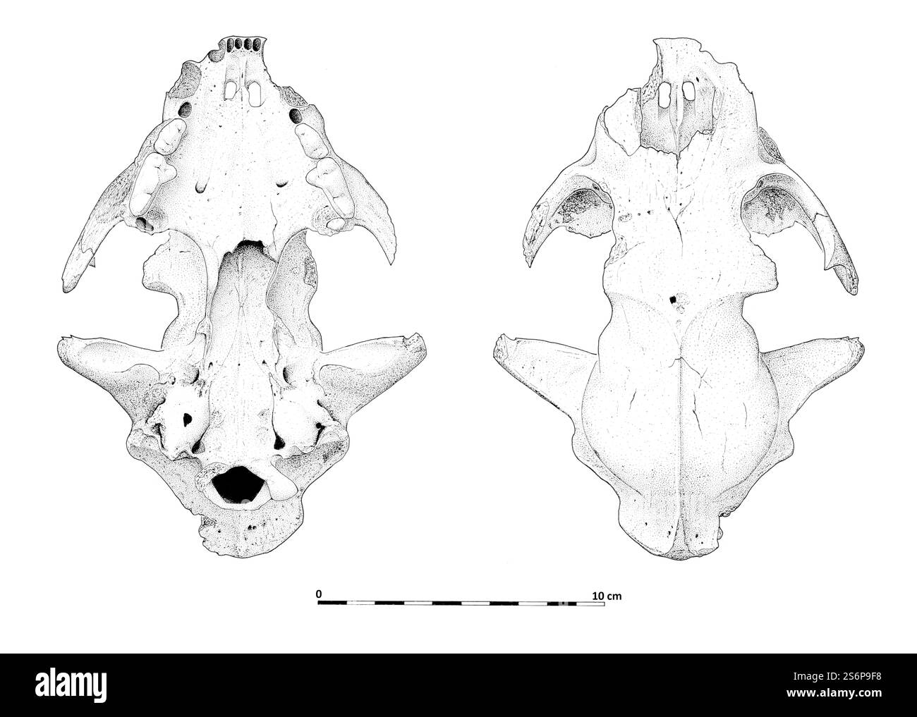 Leopardo das neves fóssil de Portugal Stock Photo - Alamy