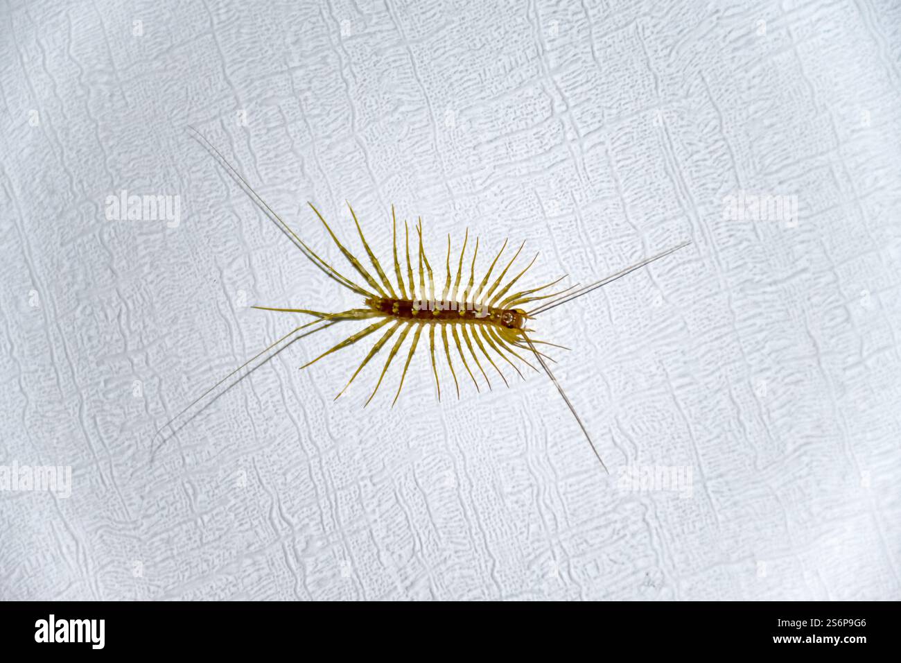 House centipede on the ceiling in the house Stock Photo - Alamy