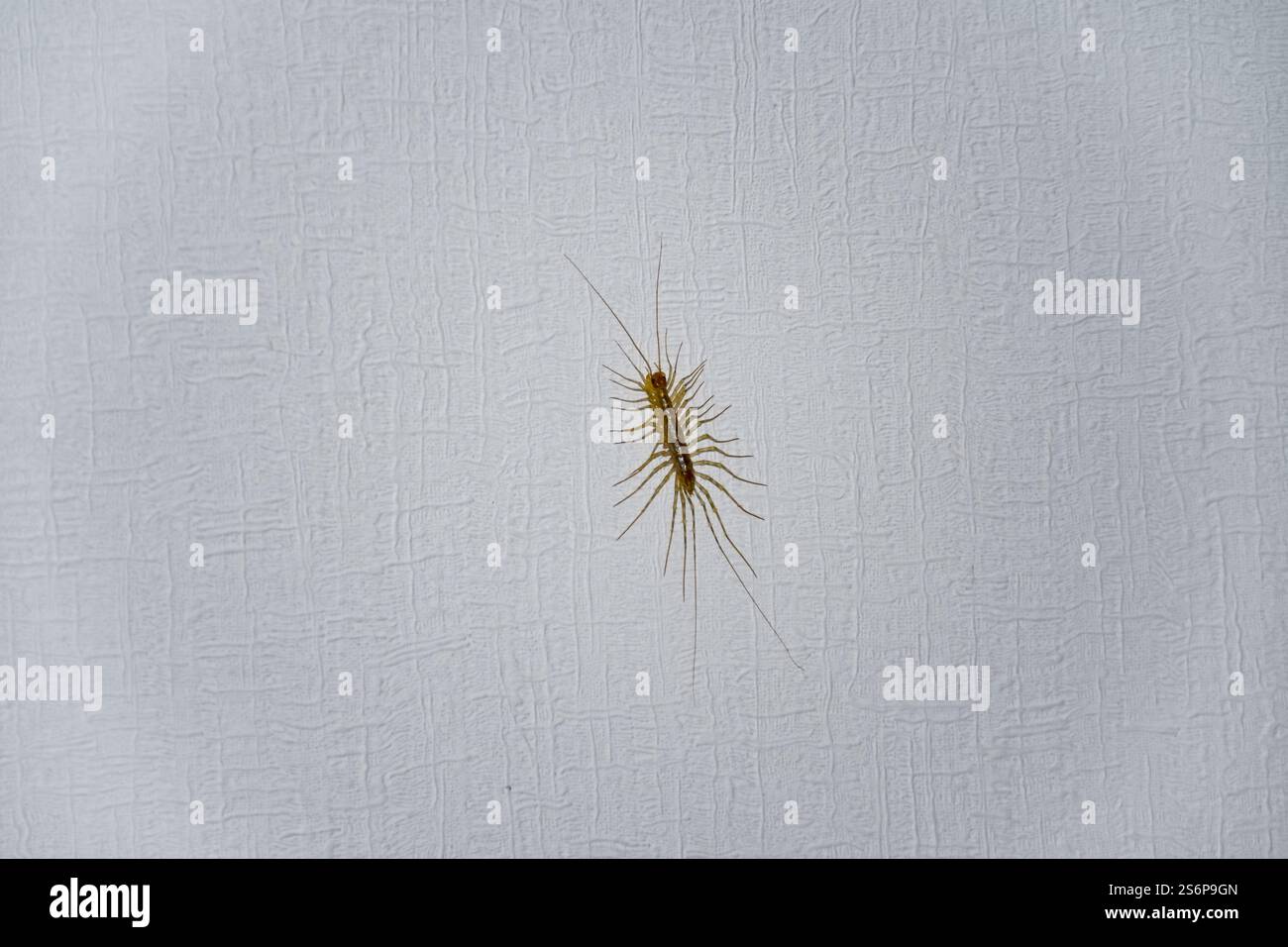 Centipede in the wild hi-res stock photography and images - Alamy