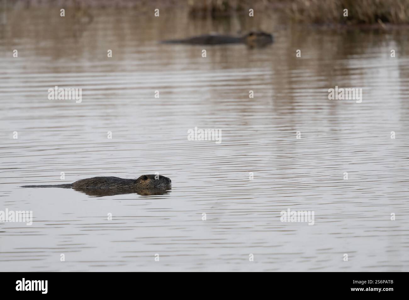 Two nutria myocastor coypus hi-res stock photography and images - Alamy