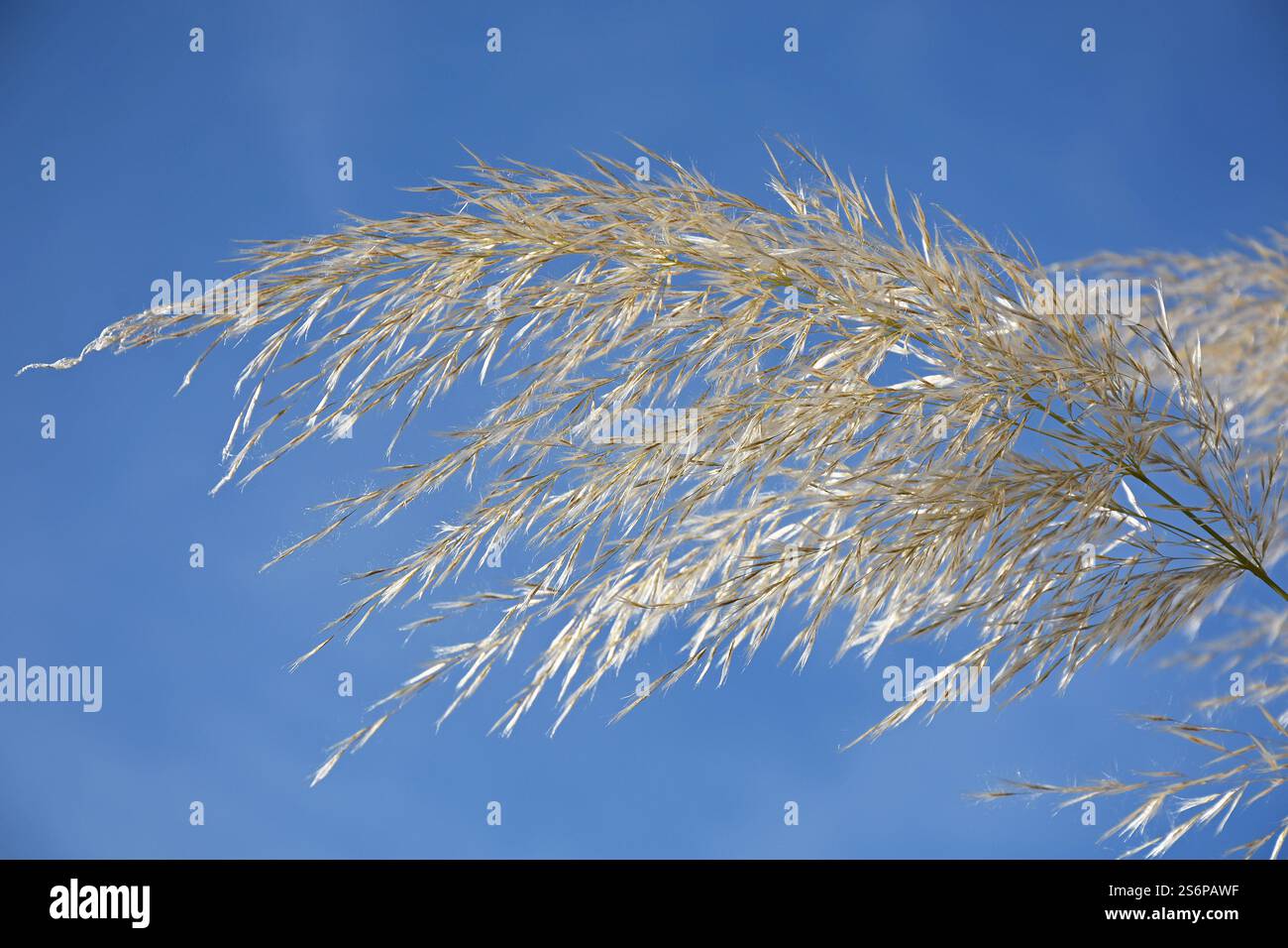 A panicle of American pampas grass, Cortaderia selloana, in front of a ...