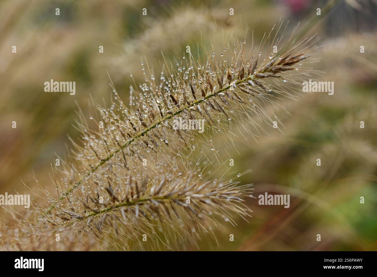 Dewdrops on the false spikes of the lamp dandelion grass Pennisetum ...