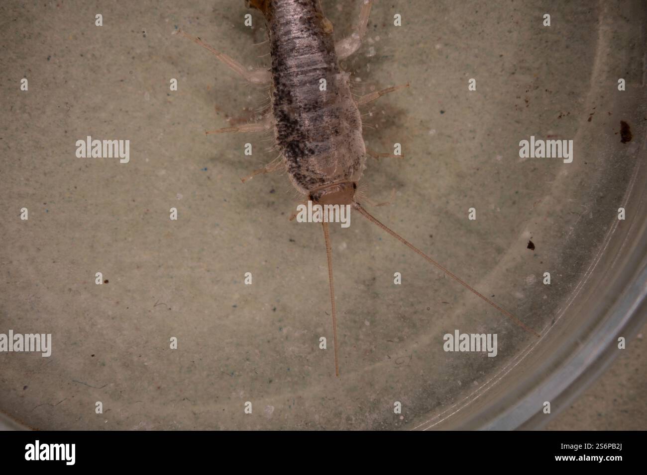 Silverfish with long feelers moves under the microscope Stock Photo - Alamy