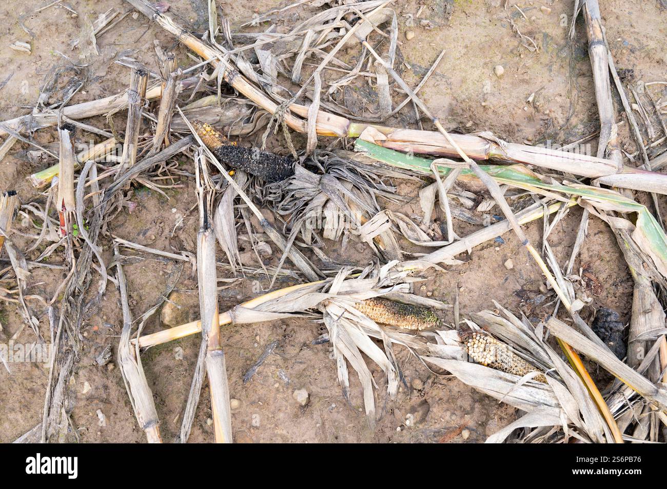 Rotten corn cob in a harvested field, sprouts growing from seeds ...