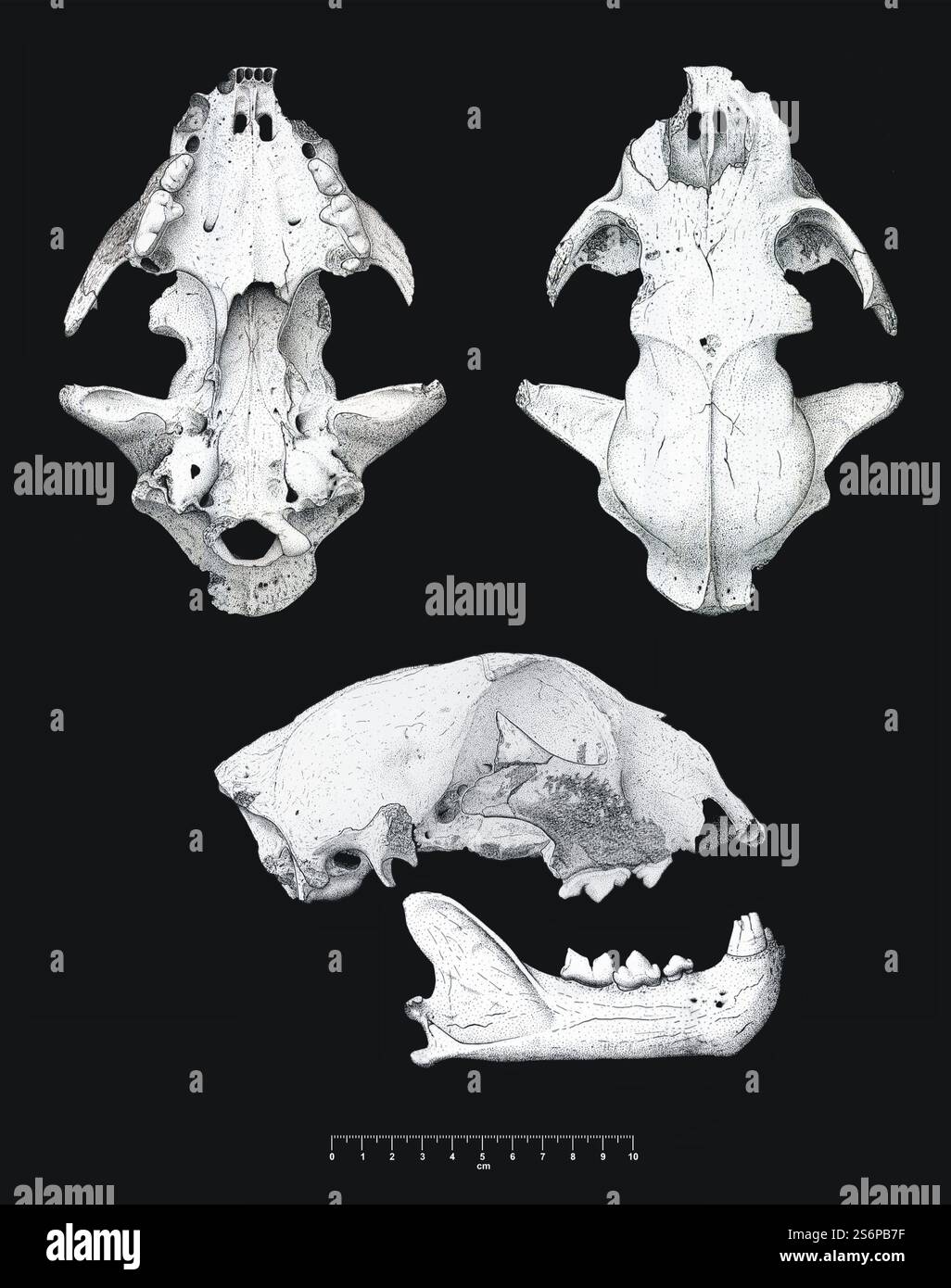 Leopardo das neves fóssil de Portugal Stock Photo - Alamy