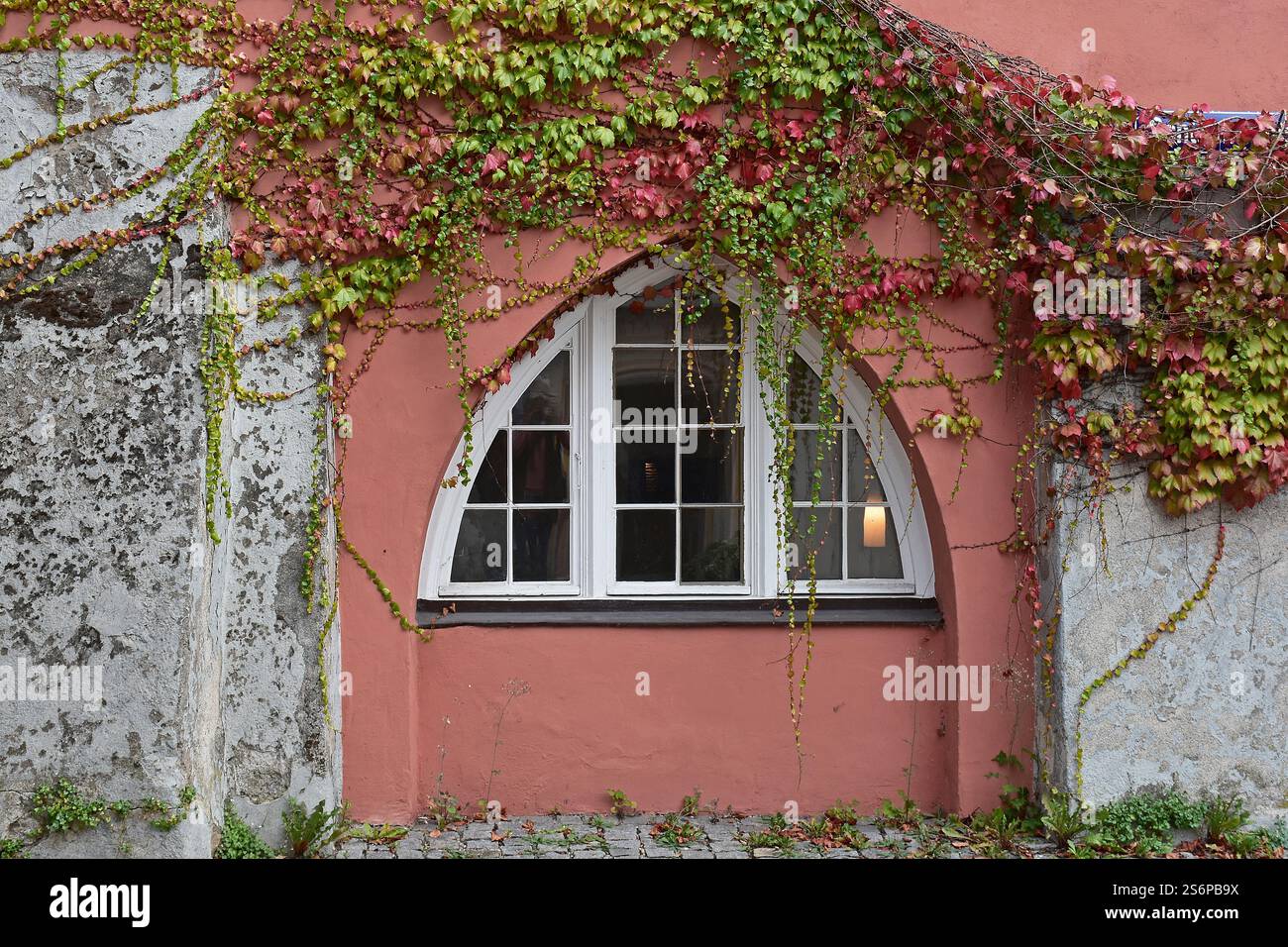 Wild vine grows on a house wall and overgrows a window Stock Photo - Alamy