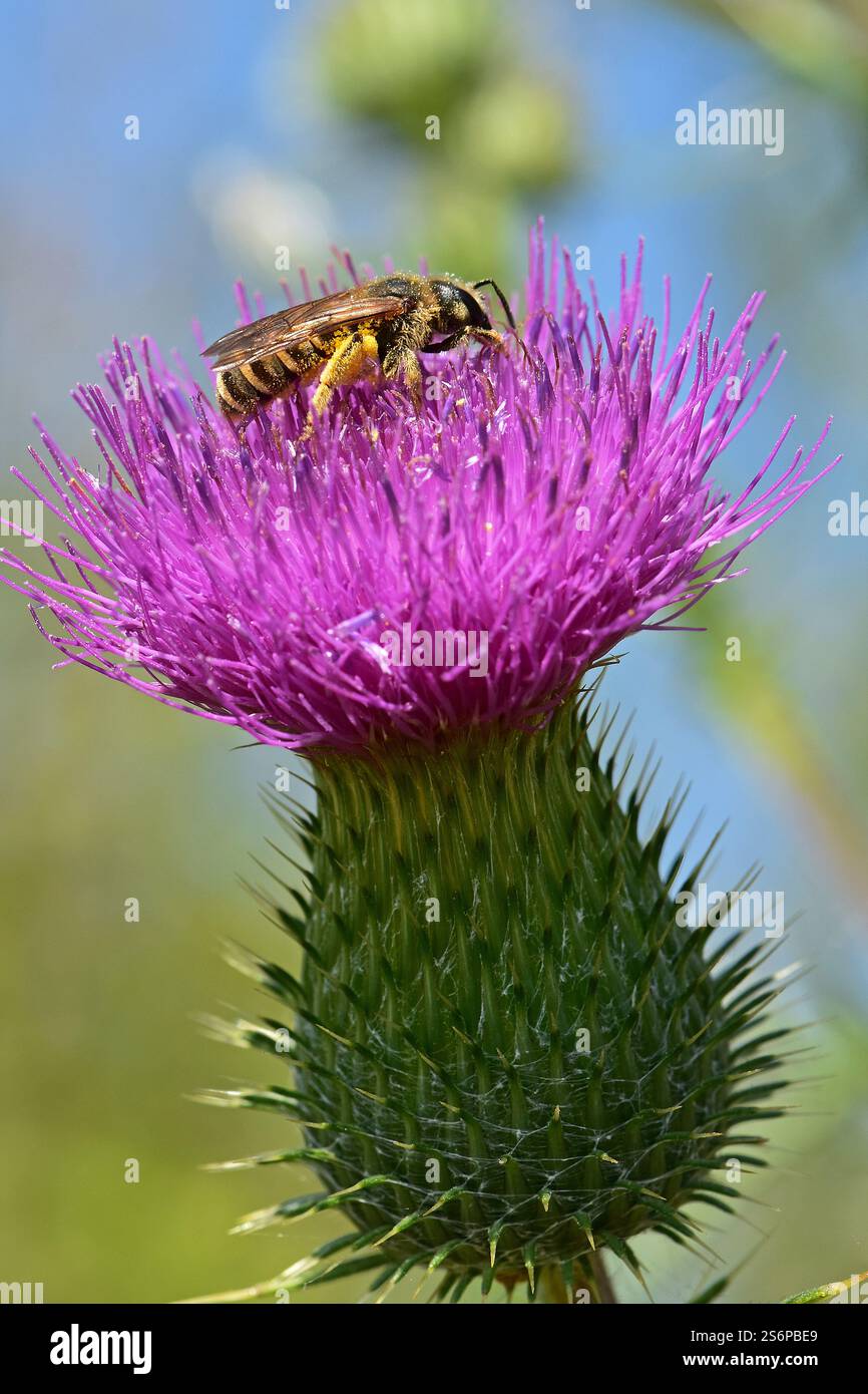 Inflorescence of Lanzett's thistle, Cirsium vulgare, with a honey bee ...