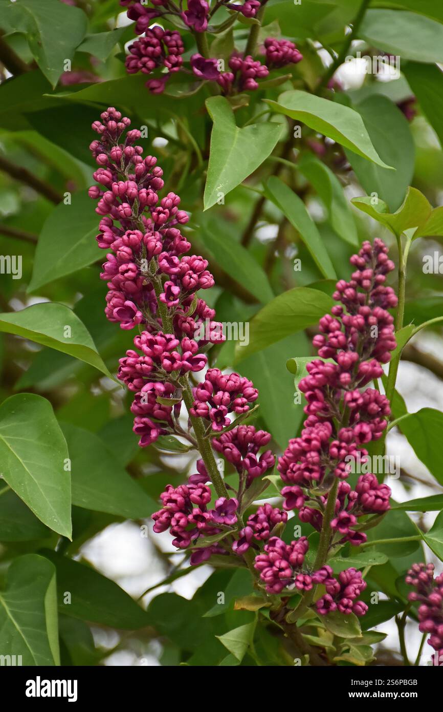 Inflorescences of the lilac, Syringa vulgaris, in bud Stock Photo - Alamy