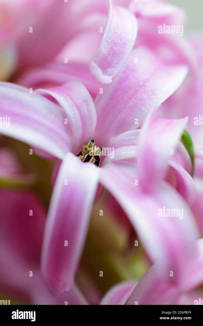 Single flower of a hyacinth in detail, macro Stock Photo - Alamy