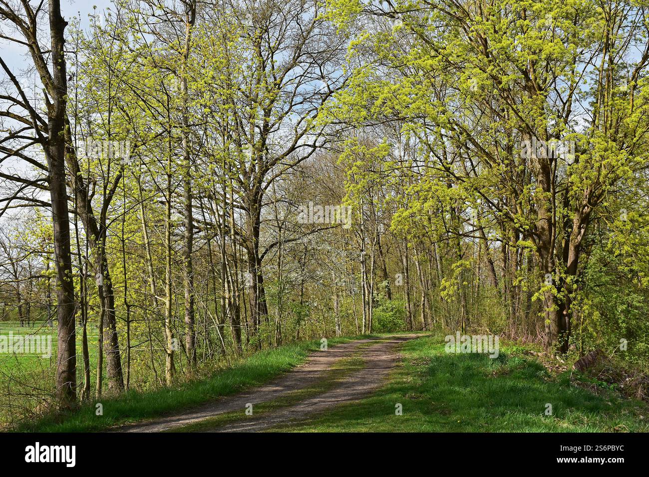 Spring walk in the Weiglschwaig, Moosburg an der Isar, Upper Bavaria ...