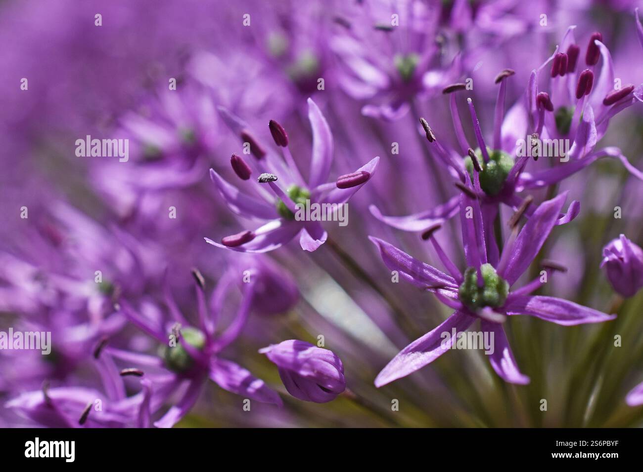 Amalyllidaceae hi-res stock photography and images - Alamy