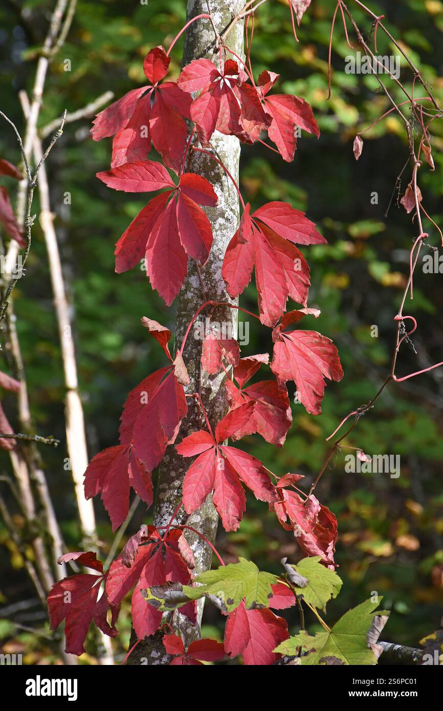 Autumn leaves of the wild vine, Parthenocissus, on a tree trunk in the ...