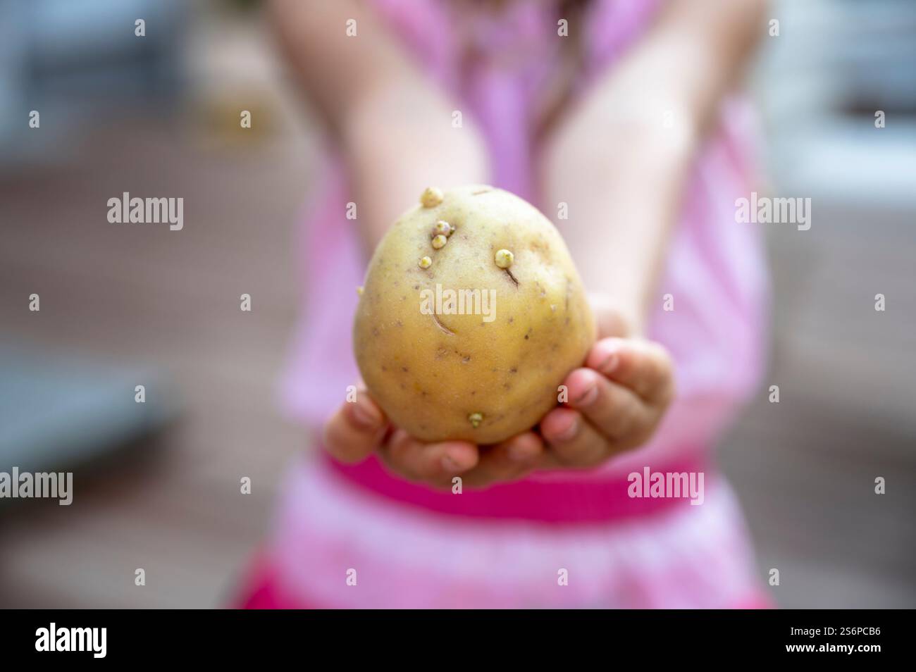 A child holds a single potato with sprouting eyes, extended forward ...