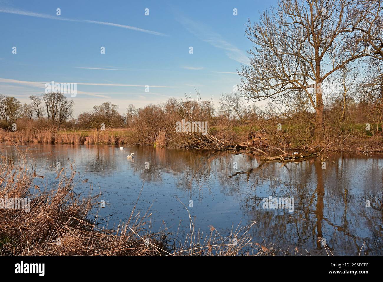 Spring at the oxbow lake of the Amper, Moosburg-Thonstetten, Upper ...
