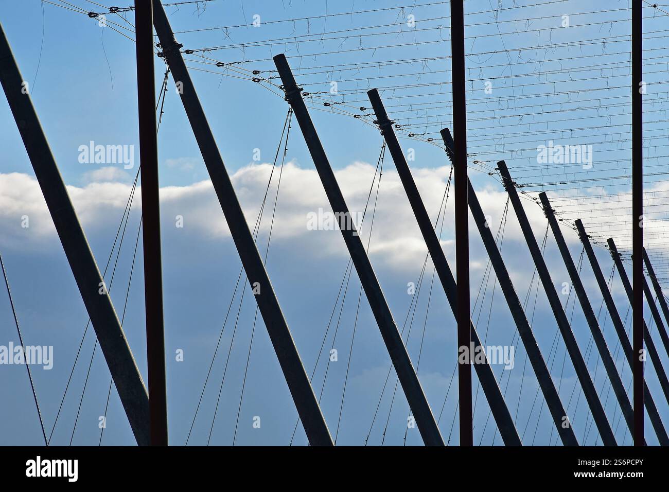 Hop poles and hop wires in the Hallertau Stock Photo - Alamy