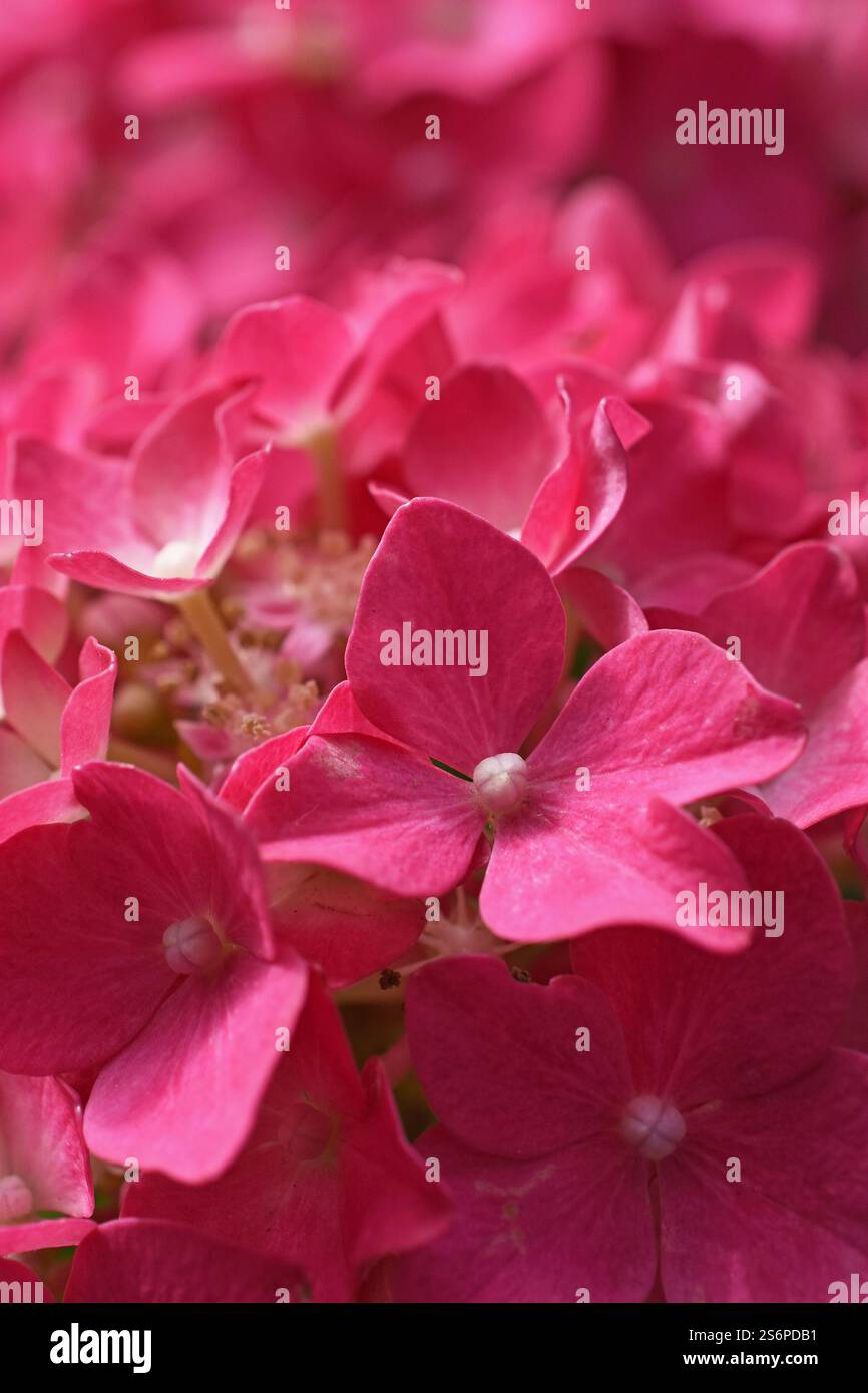 Inflorescence of a hydrangea, Hydrangea, in detail, macro Stock Photo ...