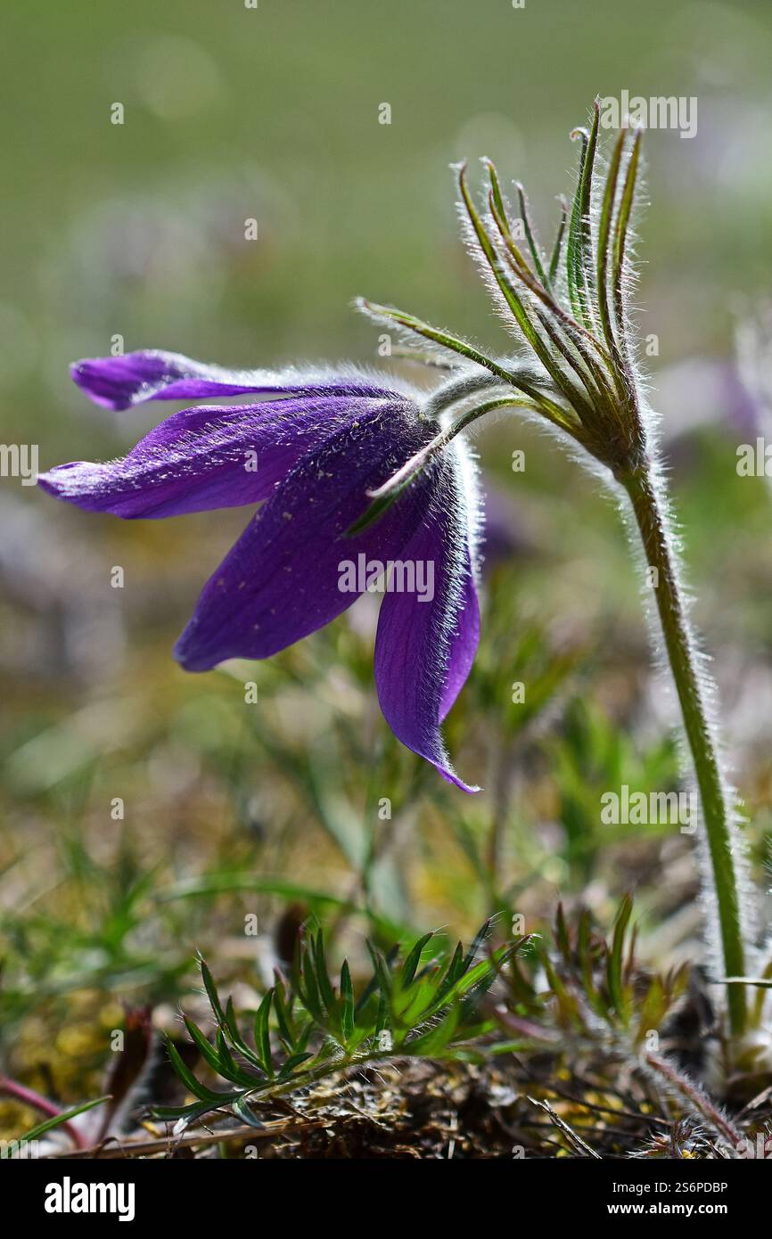 Common pasque flower, Common pasque flower, Pulsatilla vulgaris Stock ...