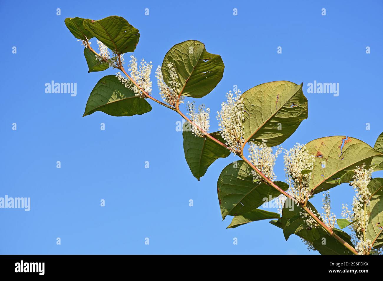 Japanese knotweed, Fallopia japonica, from the frog's perspective ...