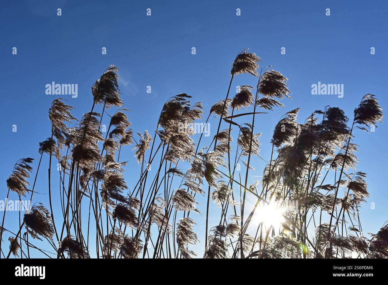 Dry inflorescences of reeds against the light Stock Photo - Alamy