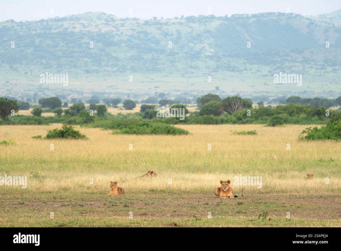 Panoramic landscape of Queen Elizabeth National Park with pride of ...