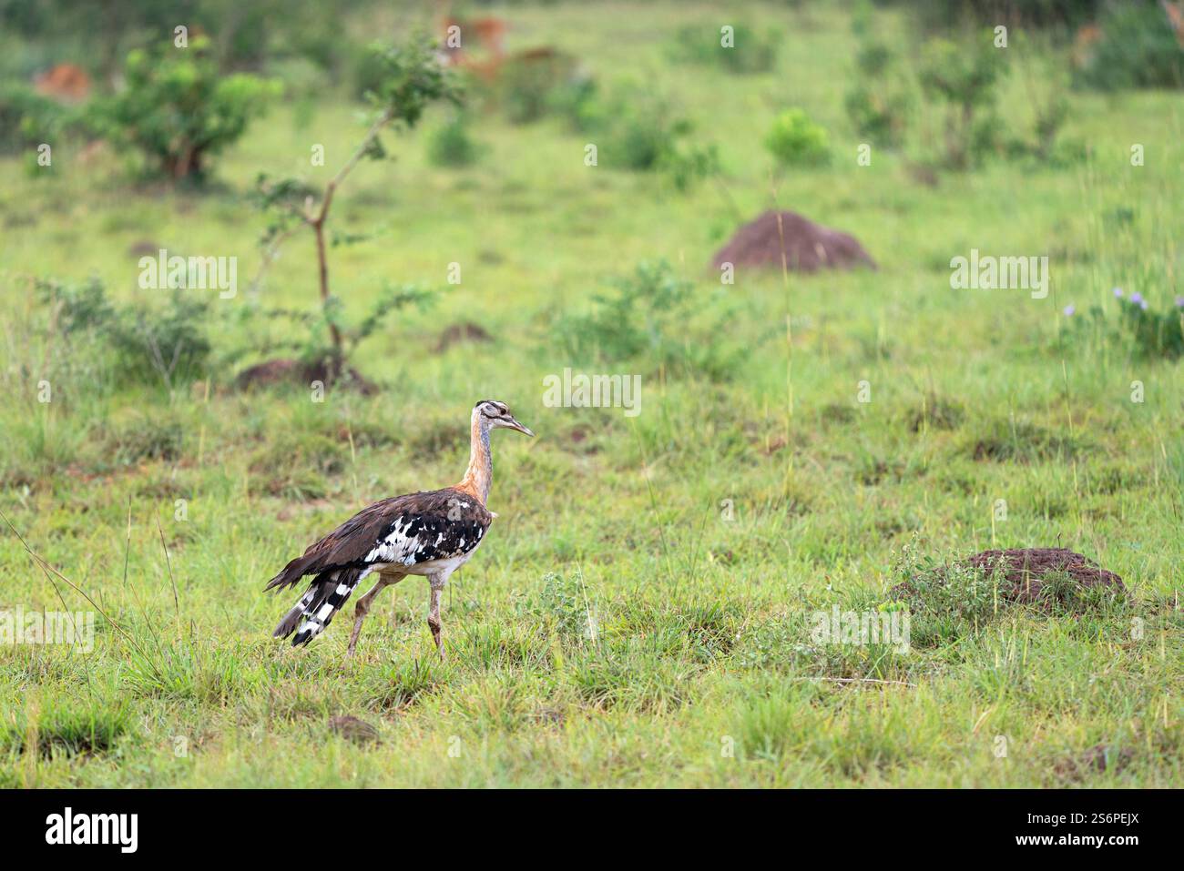 Stanley bustard (Neotis denhami); Murchison Falls National Park; Uganda ...